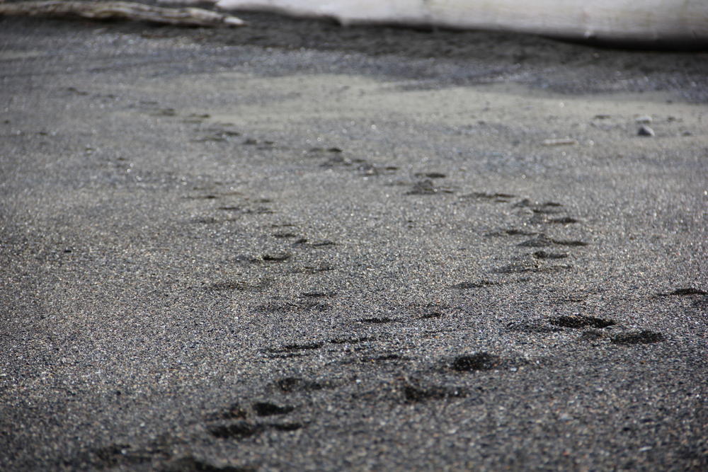 Temporary Pathway - All Weather Access